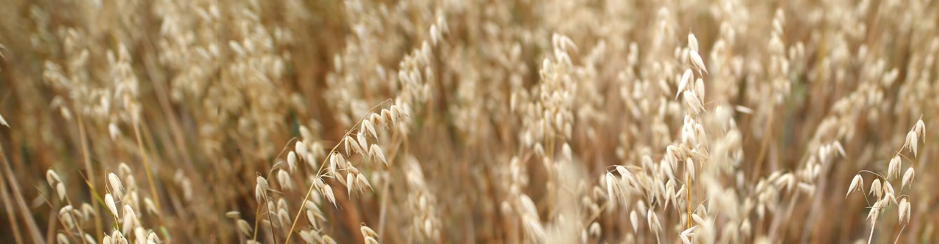 PrOatein Oat protein a plant-based protein extract | Lantmännen ...