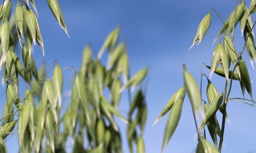 Products | Lantmännen Biorefineries
