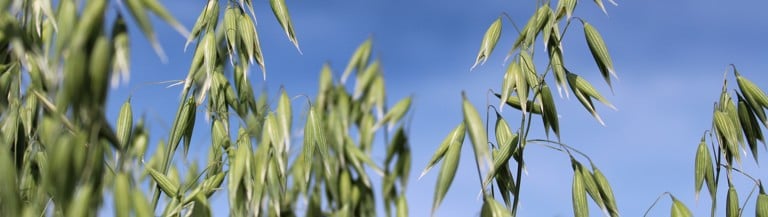 Oat Groats from Lantmännen Biorefineries